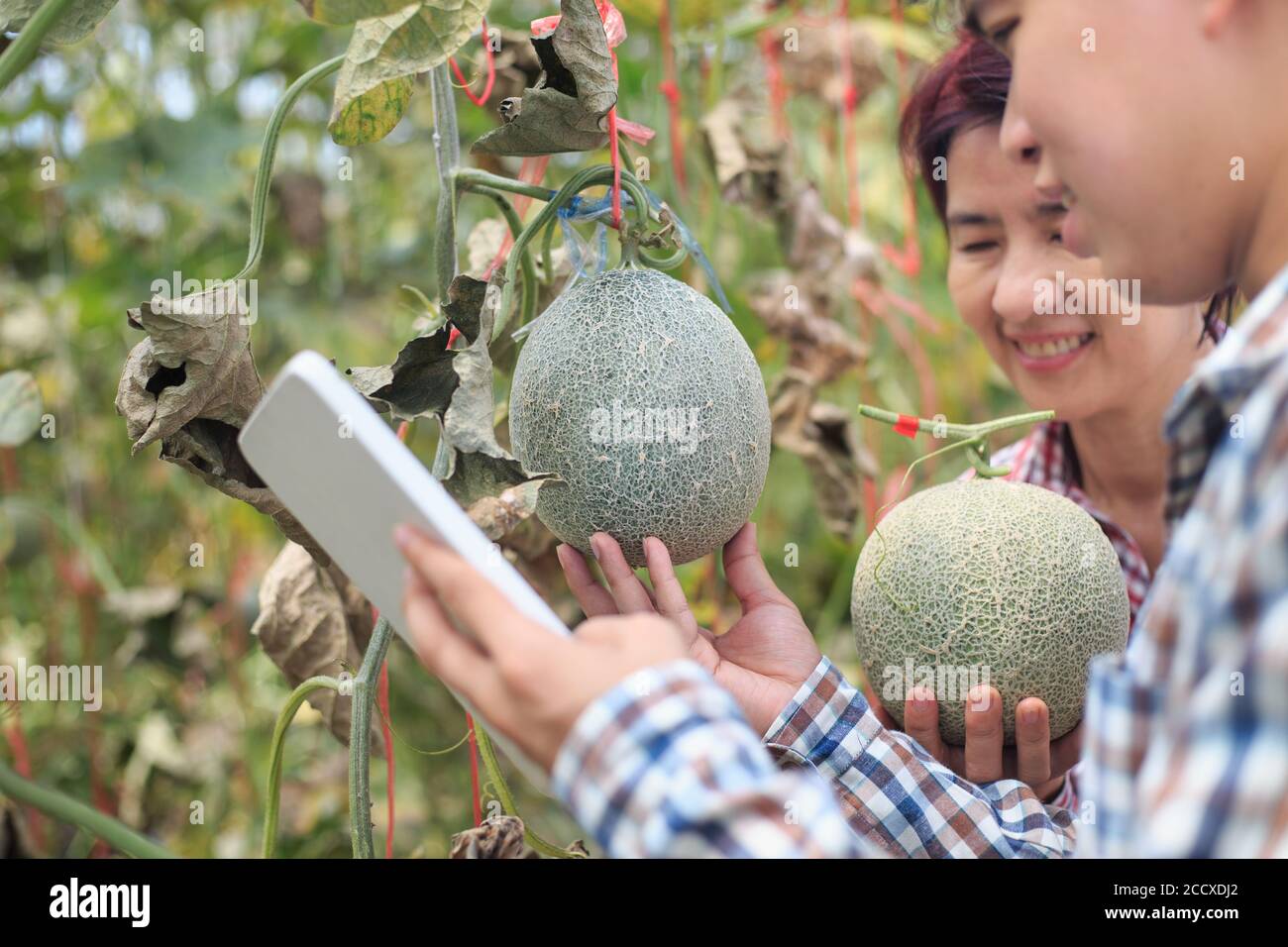 Farmers using tablet computer check the damaging diseases in melons ...