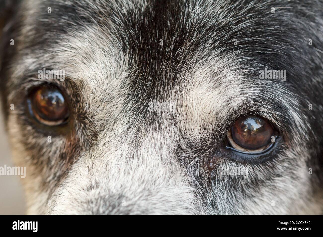 Old dog labrador hi-res stock photography and images - Alamy