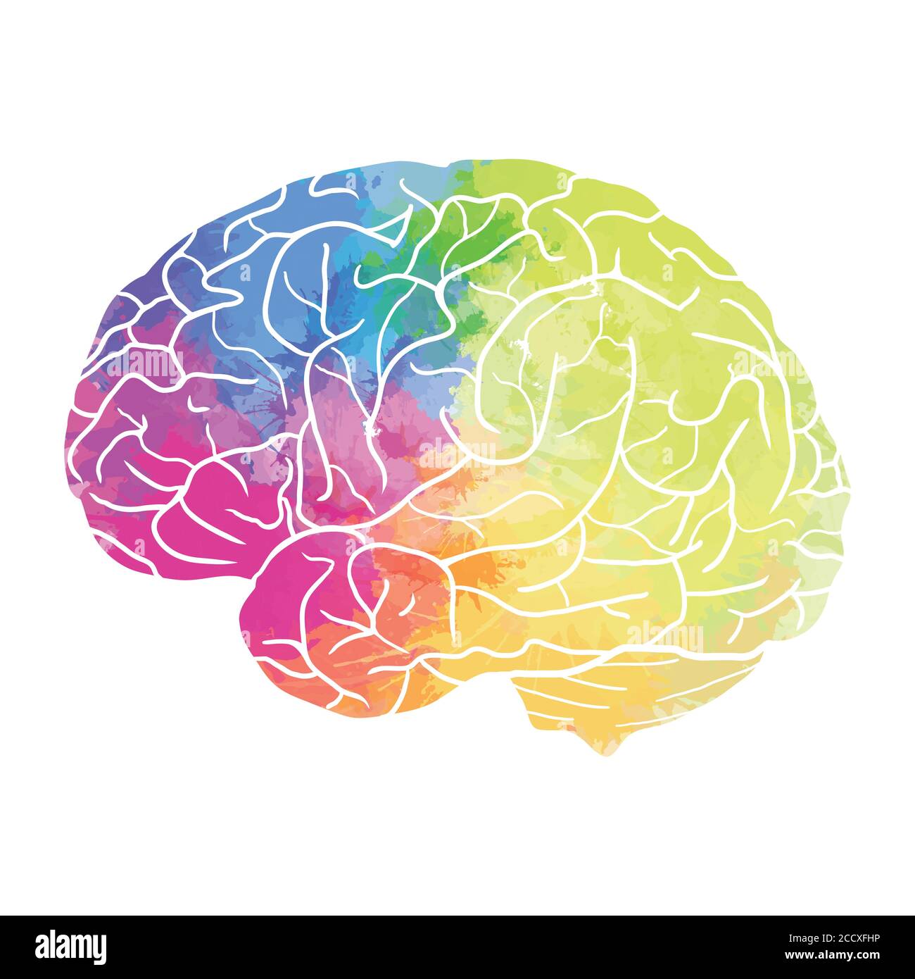 Human brain with rainbow watercolor spray on a white background. Vector ...