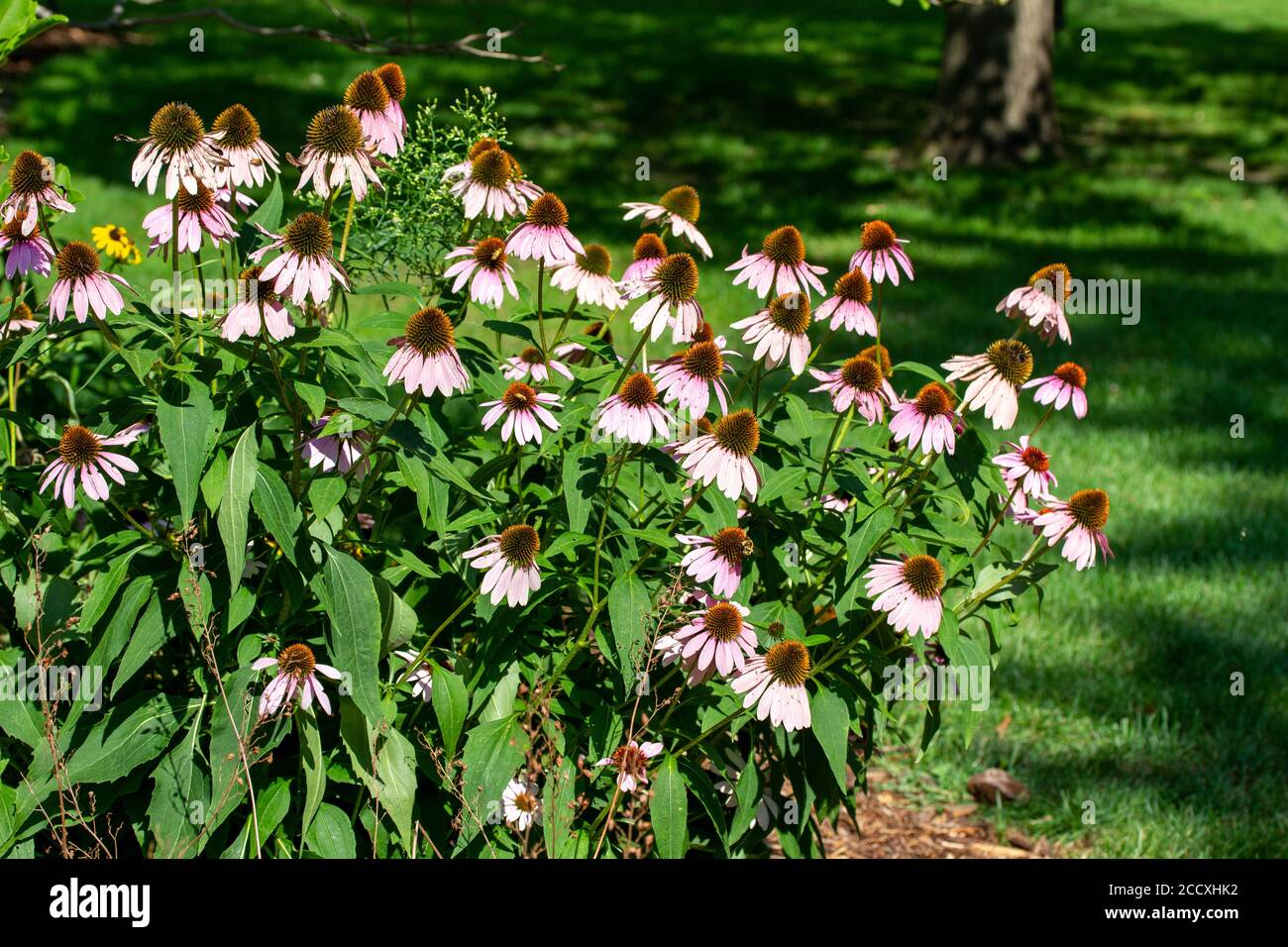 Landscape view of a mass of bright blooming purple coneflower ...