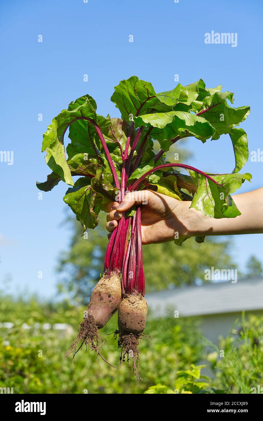 Organic sugar beet field with farmer hi-res stock photography and ...