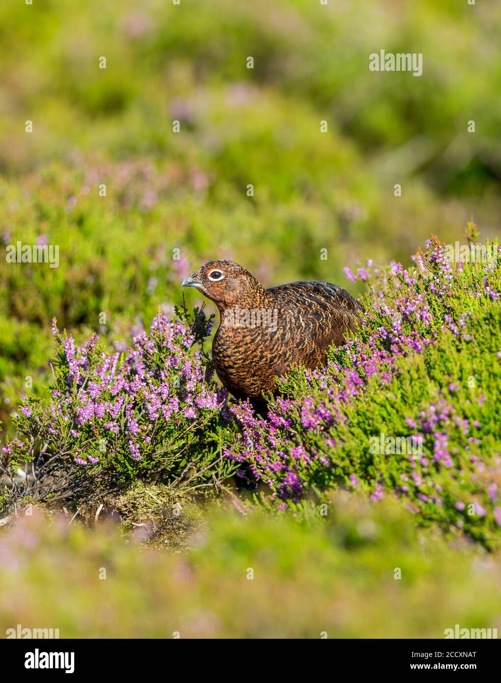 Portrait of a Red Grouse male in summer with purple blooming heather ...