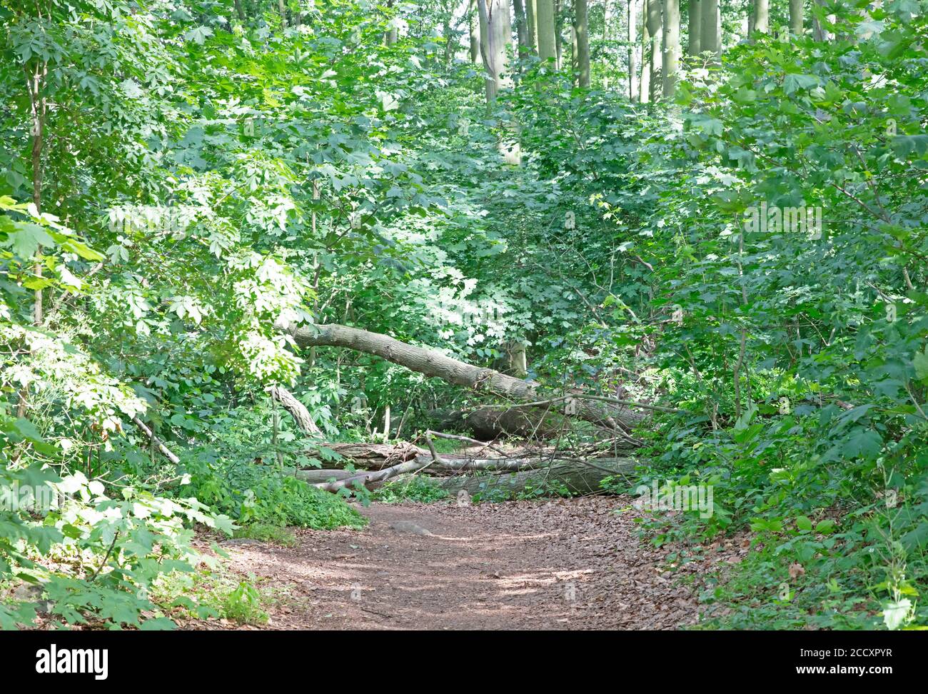 Path in the forest with fallen tree, blocking the path Stock Photo - Alamy