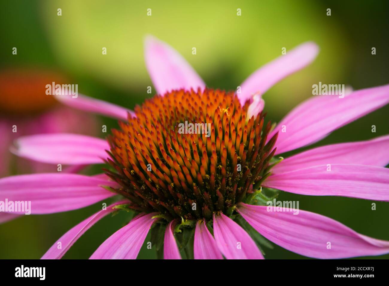 Flowers up close Stock Photo - Alamy