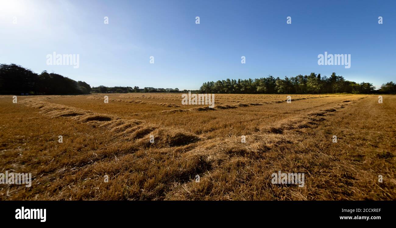 Cut corn field hi-res stock photography and images - Alamy