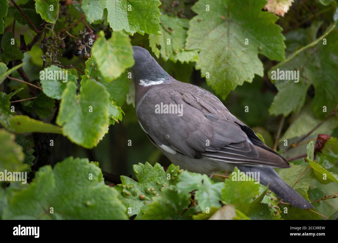 Wood pigeon eating leaves hi-res stock photography and images - Alamy
