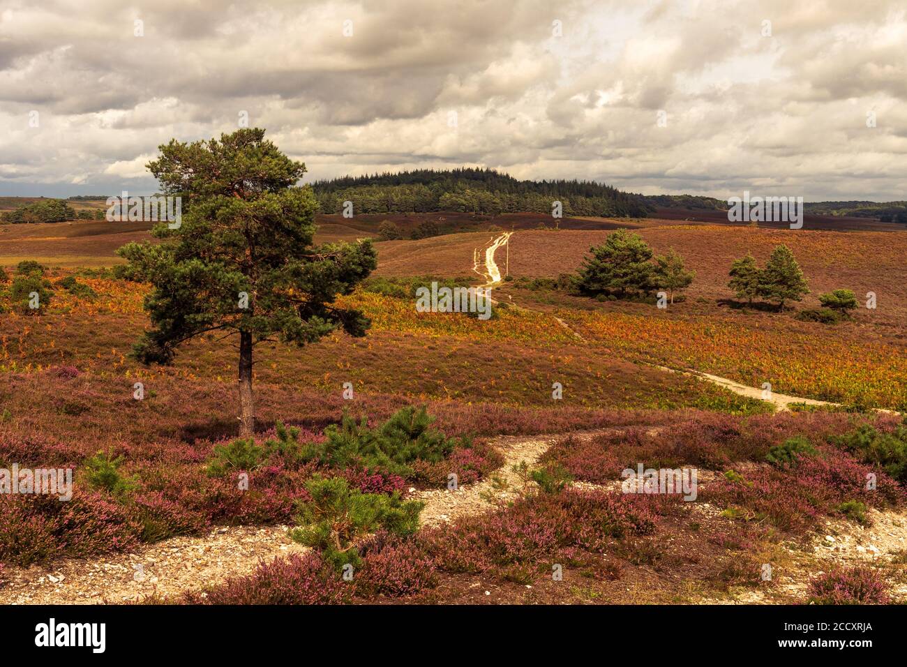 Ibsley new forest hi-res stock photography and images - Alamy
