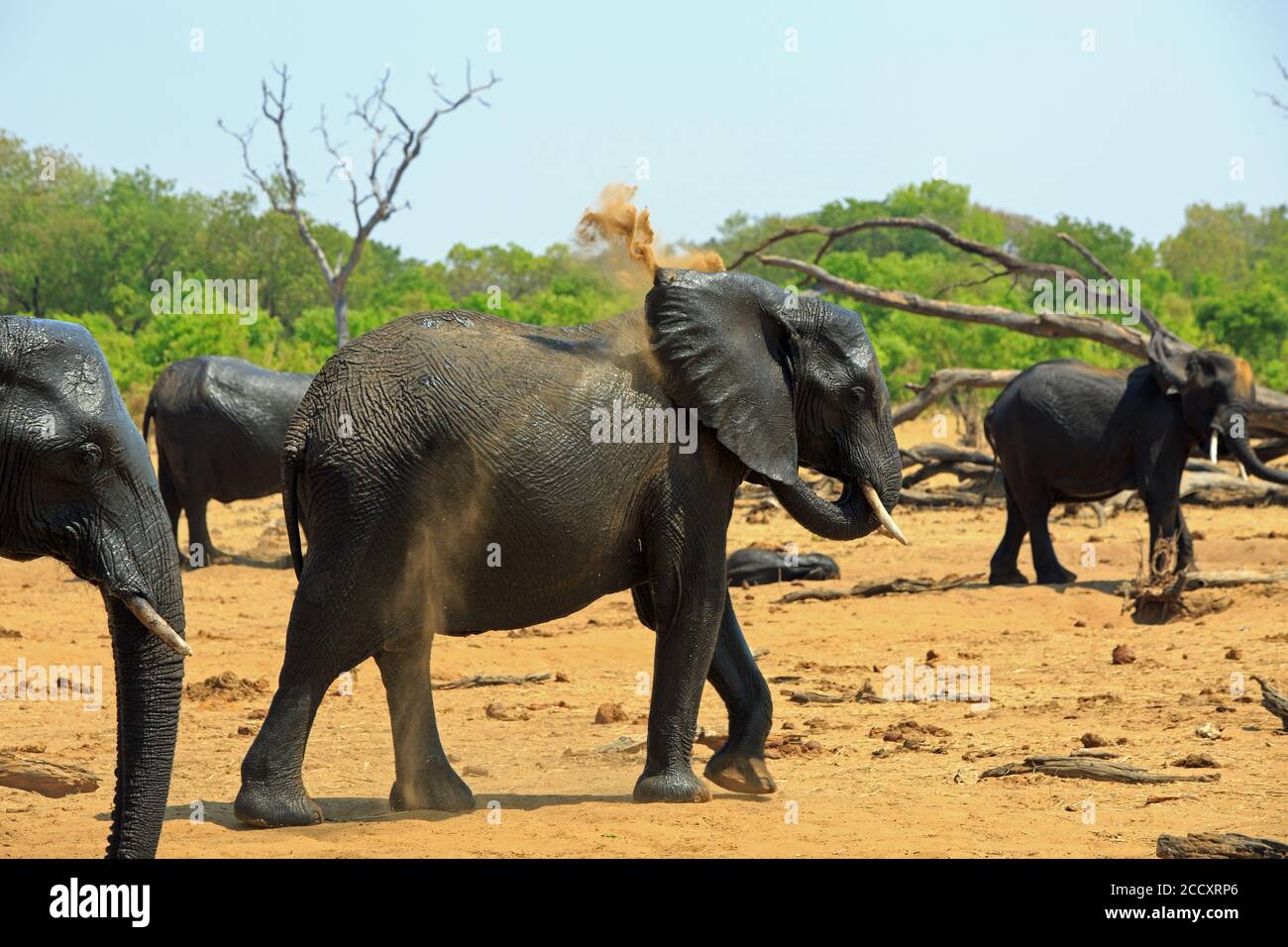 Vibrant coloured image of African Elephants blowing dust over their ...