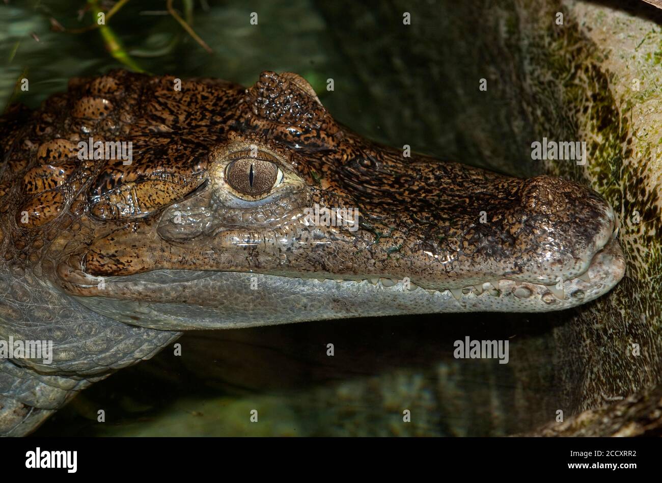 SPECTACLED CAIMAN caiman crocodilus Stock Photo - Alamy