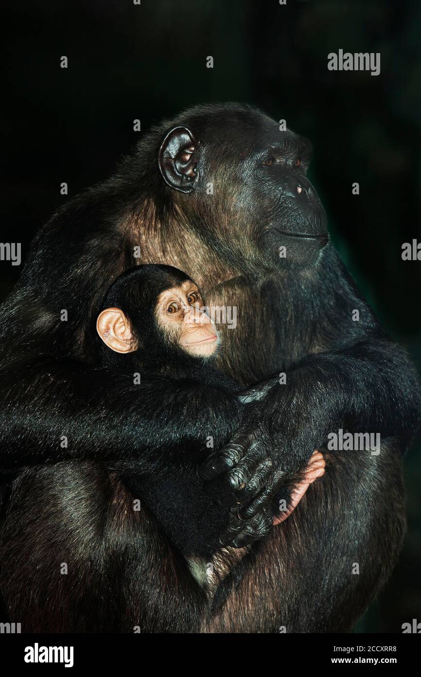 Chimpanzee, pan troglodytes, Female with Young Stock Photo - Alamy
