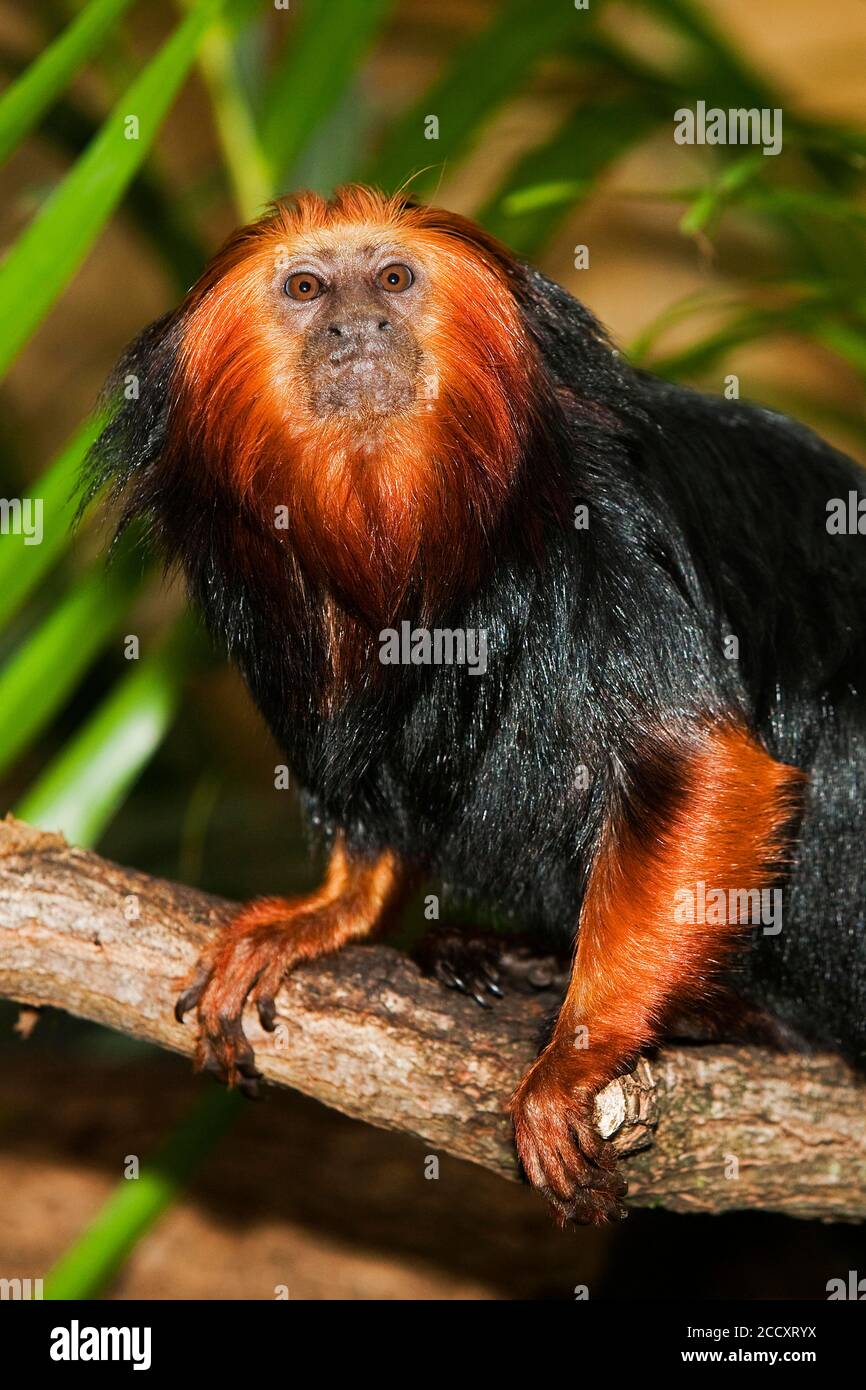 GOLDEN HEADED LION TAMARIN leontopithecus chrysomelas ON A BRANCH Stock ...