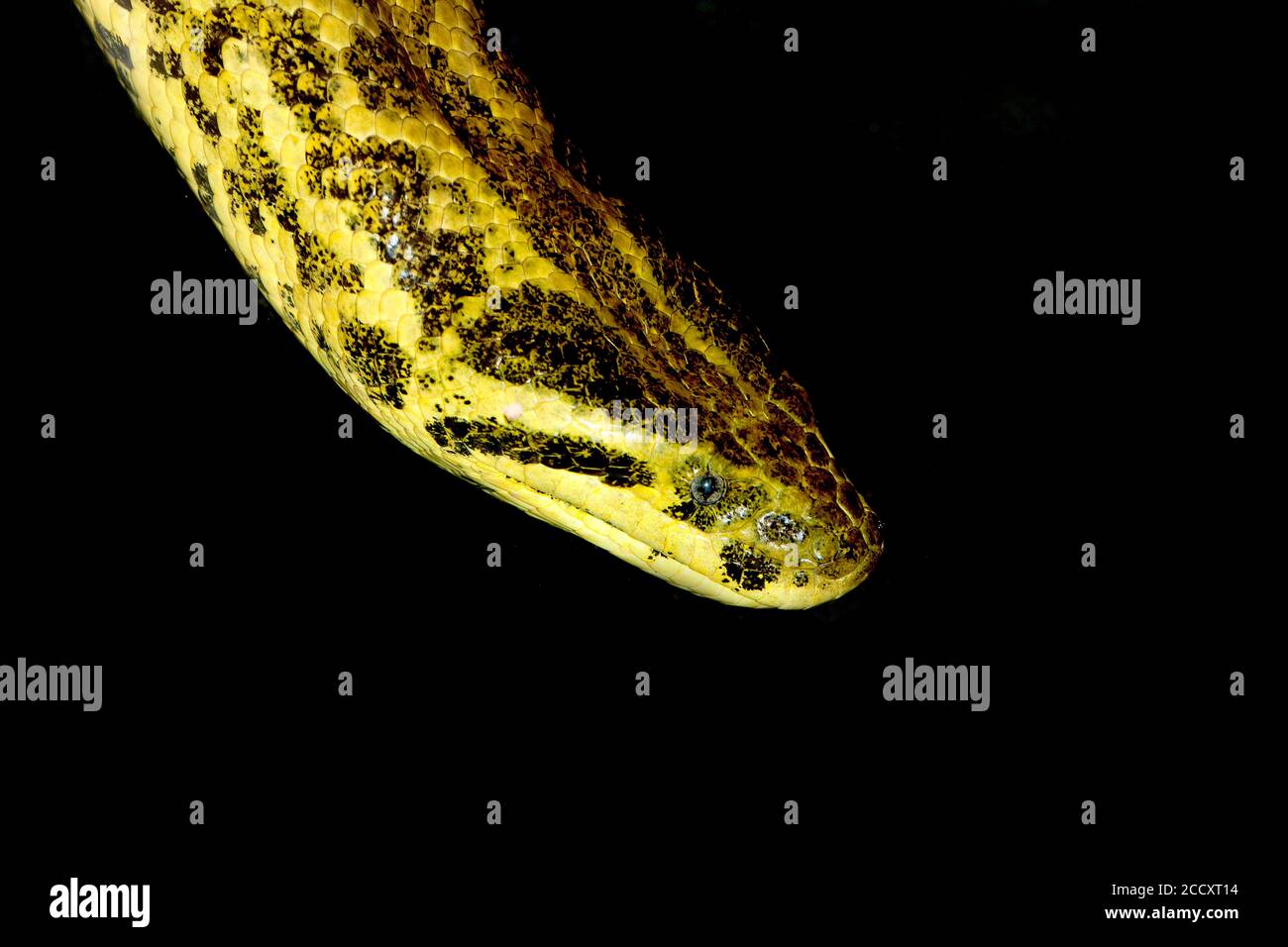 HEAD CLOSE-UP OF YELLOW ANACONDA eunectes notaeus AGAINST BLACK ...