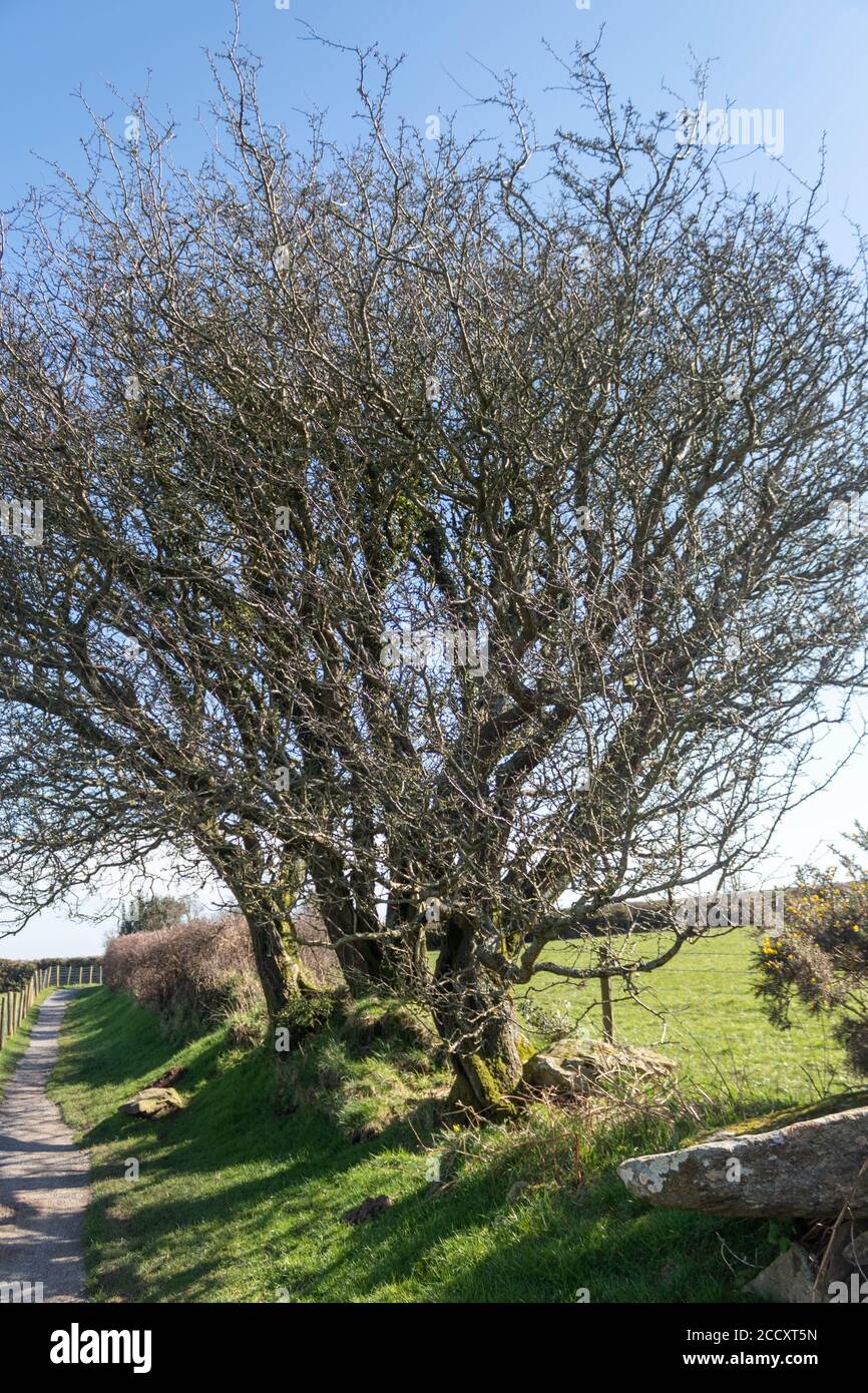 Hazel tree isolated hi-res stock photography and images - Alamy