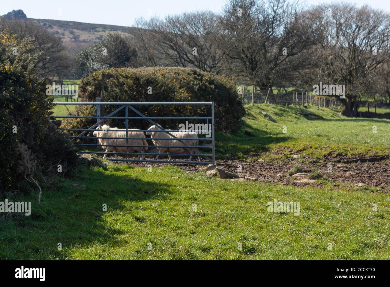Agricultural grassland hi-res stock photography and images - Alamy