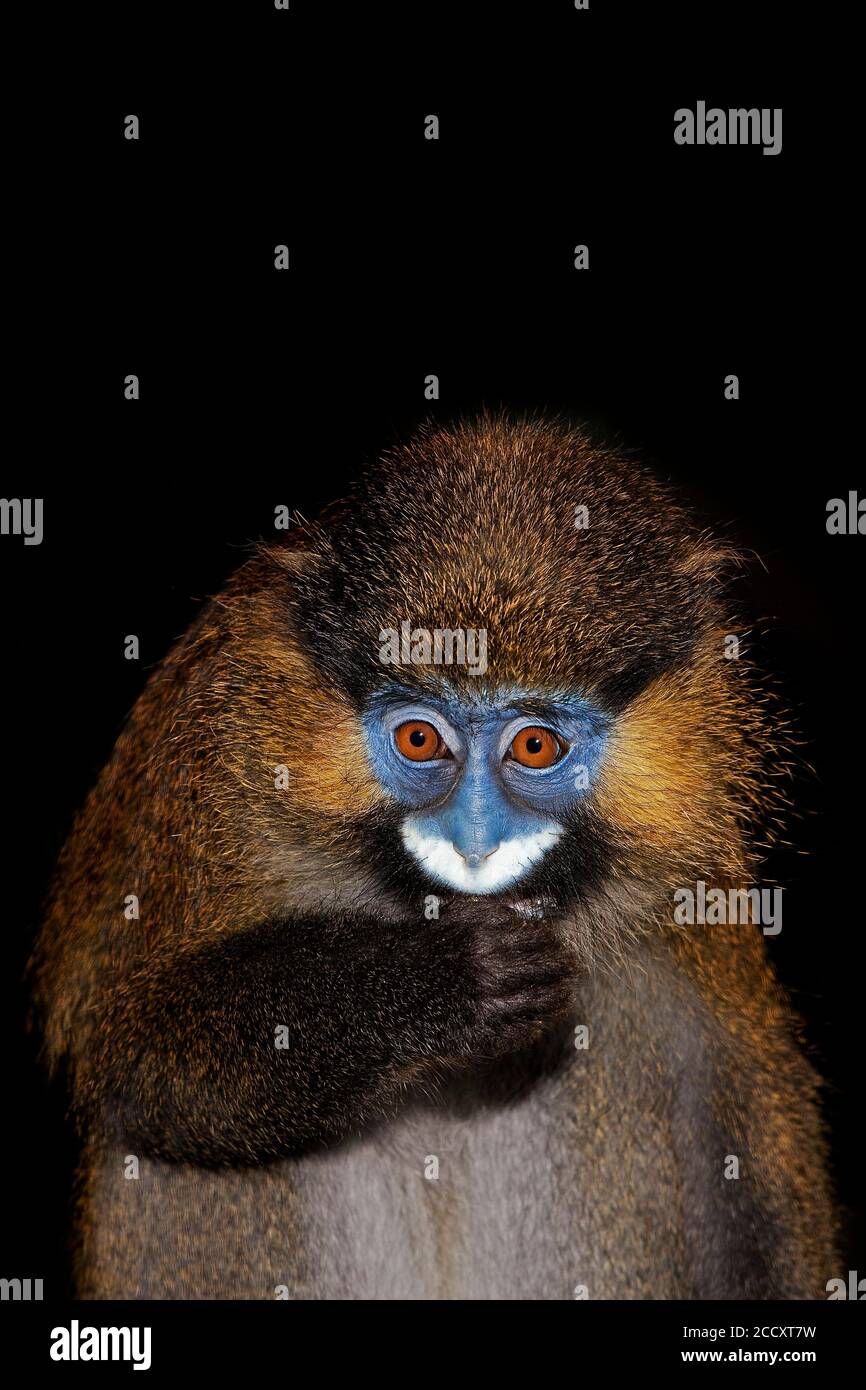 MOUSTACHED MONKEY OR MUSTACHED MONKEY cercopithecus cephus EATING ...