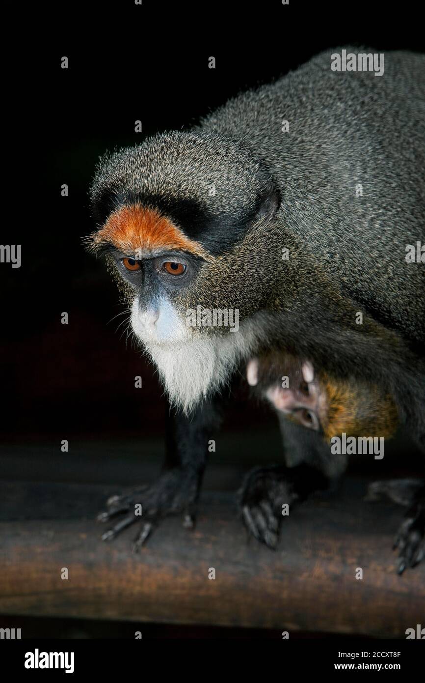 DE BRAZZA'S MONKEY cercopithecus neglectus, MALE WITH YOUNG Stock Photo ...