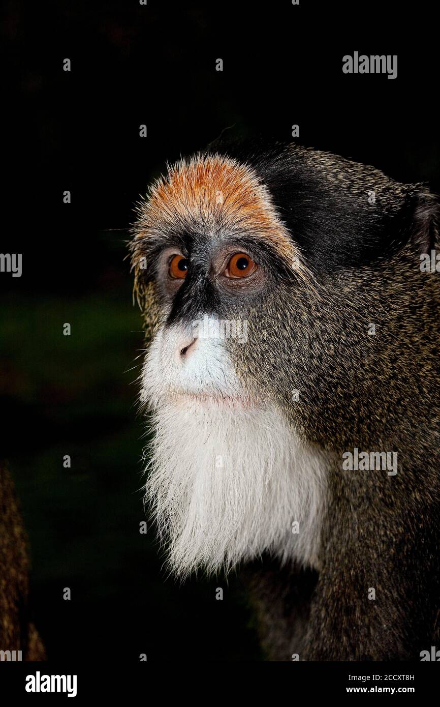 MALE DE BRAZZA'S MONKEY cercopithecus neglectus Stock Photo - Alamy