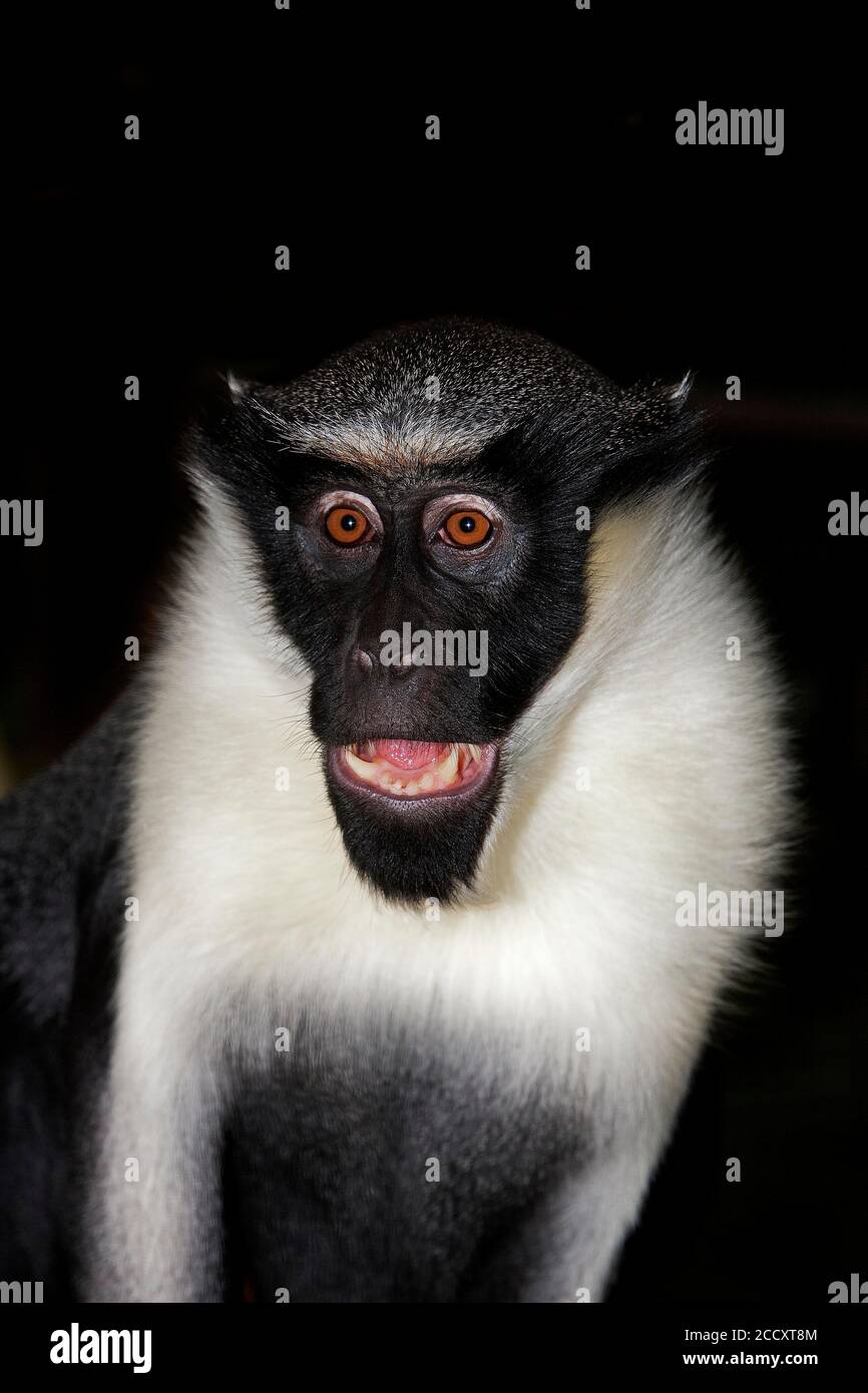 DIANA MONKEY cercopithecus diana, ADULT CRYING Stock Photo - Alamy