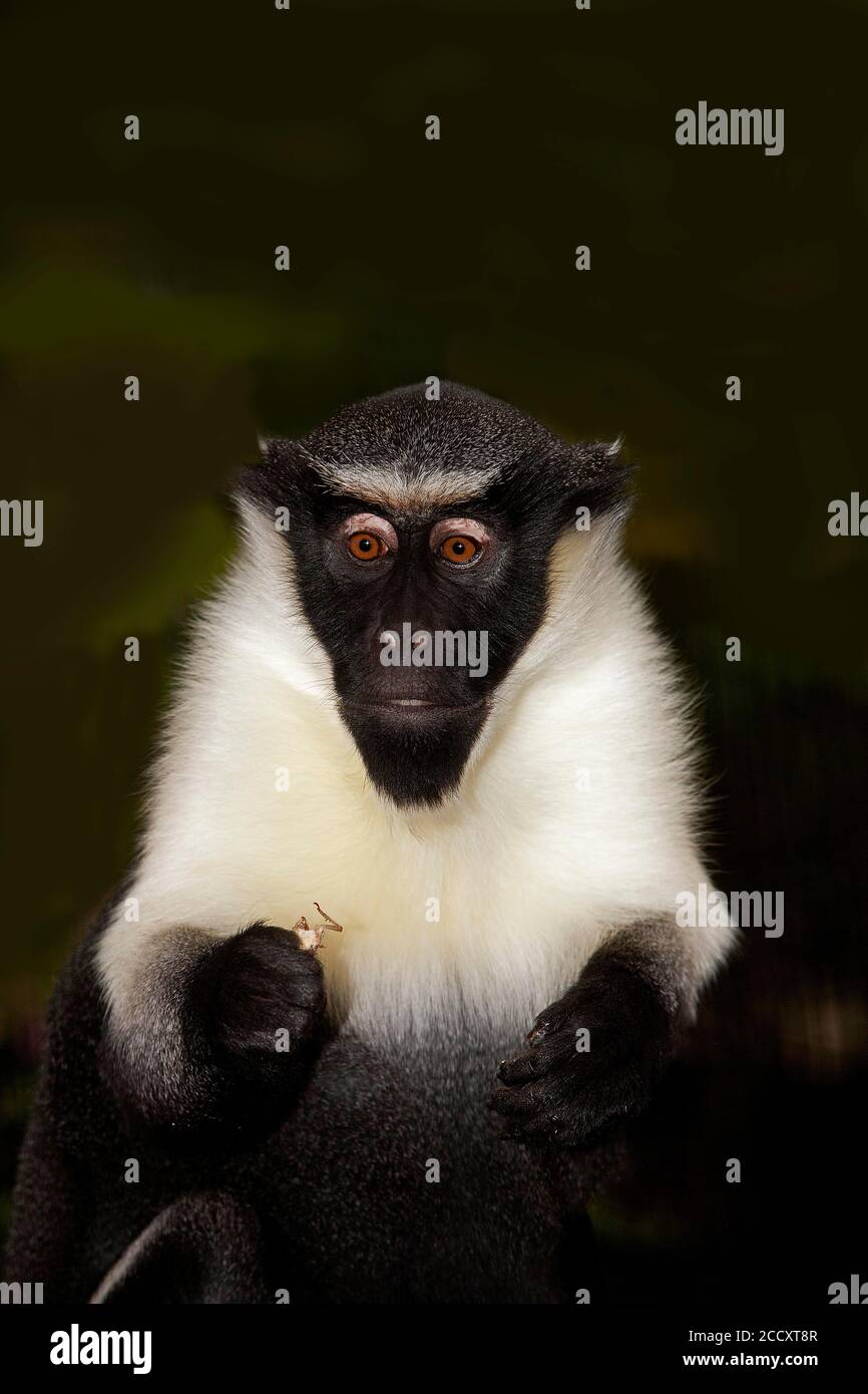 DIANA MONKEY cercopithecus diana Stock Photo - Alamy