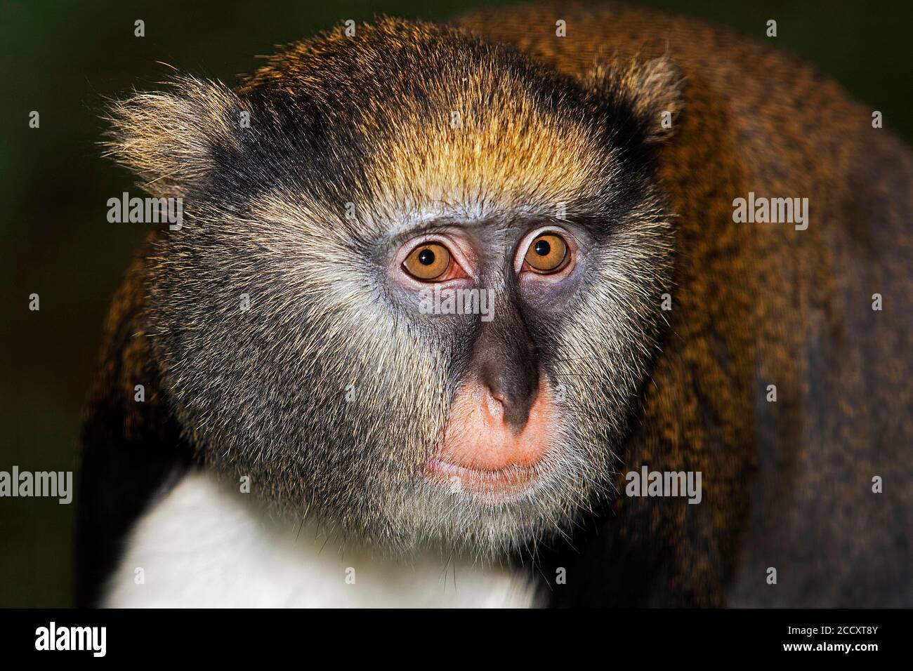 HEAD CLOSE-UP OF CAMPBELL'S MONKEY cercopithecus campbelli Stock Photo ...