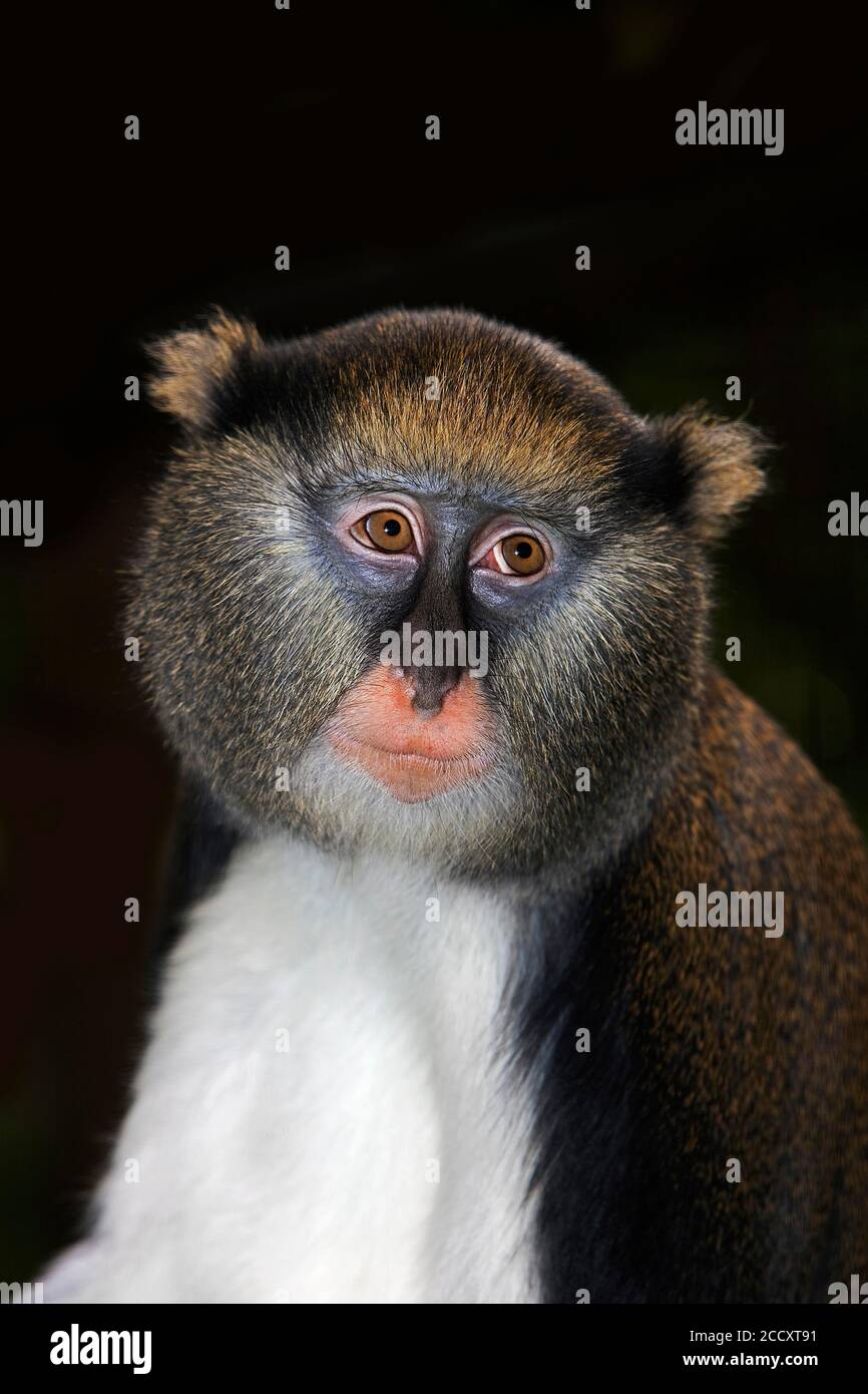 Campbells monkey cercopithecus campbelli hi-res stock photography and ...