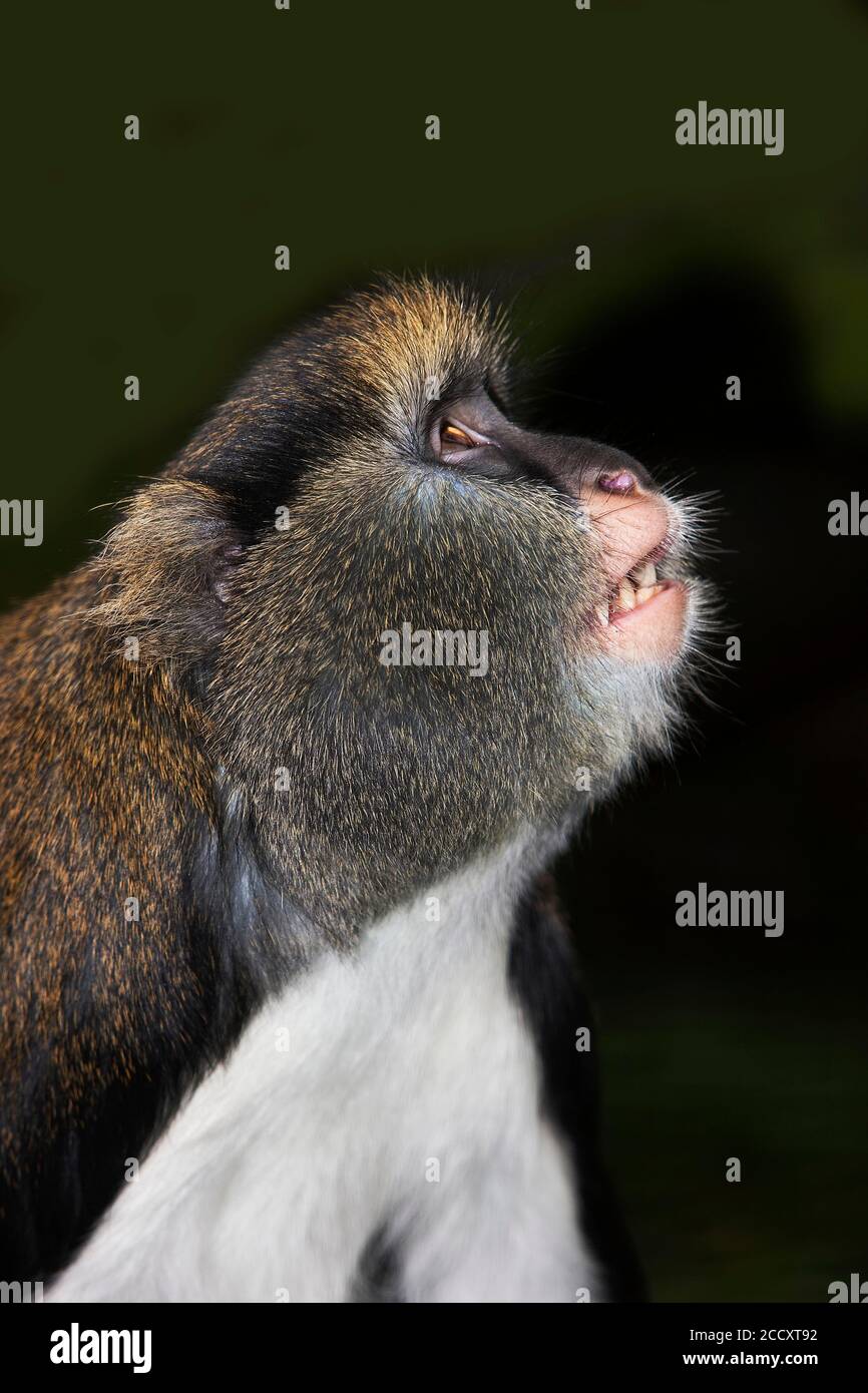 Campbells monkey cercopithecus campbelli hi-res stock photography and ...