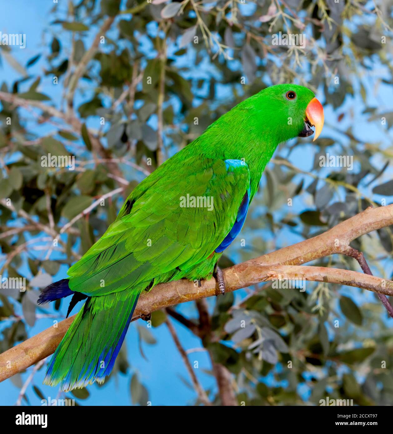 ECLECTUS PARROT eclectus roratus, MALE ON BRANCH Stock Photo - Alamy