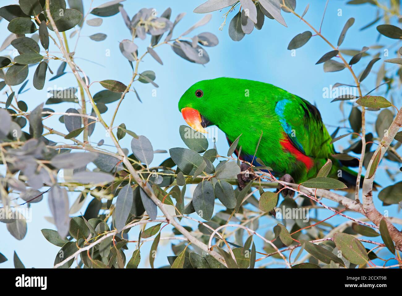 ECLECTUS PARROT eclectus roratus, MALE IN TREE Stock Photo - Alamy