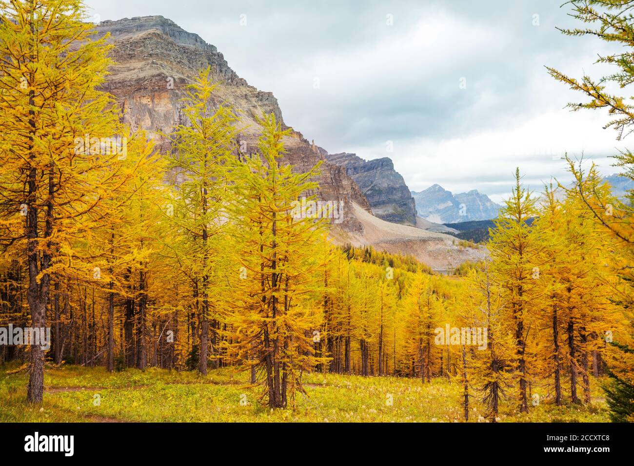 Beautiful golden larches in mountains, Fall season Stock Photo - Alamy