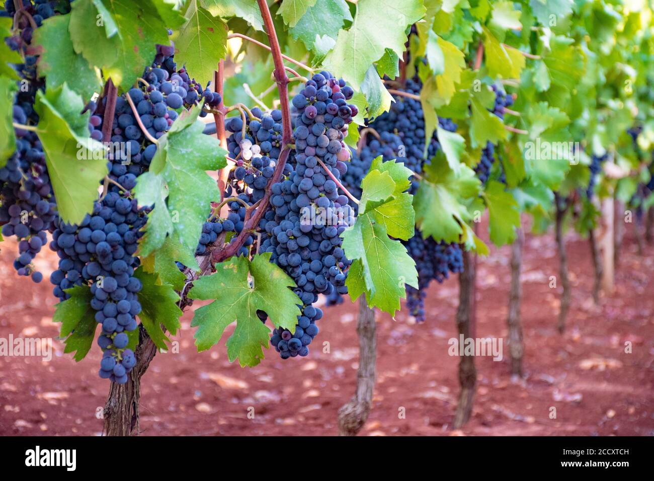 Black wine grapes in vineyard with green leaves in the countryside ...