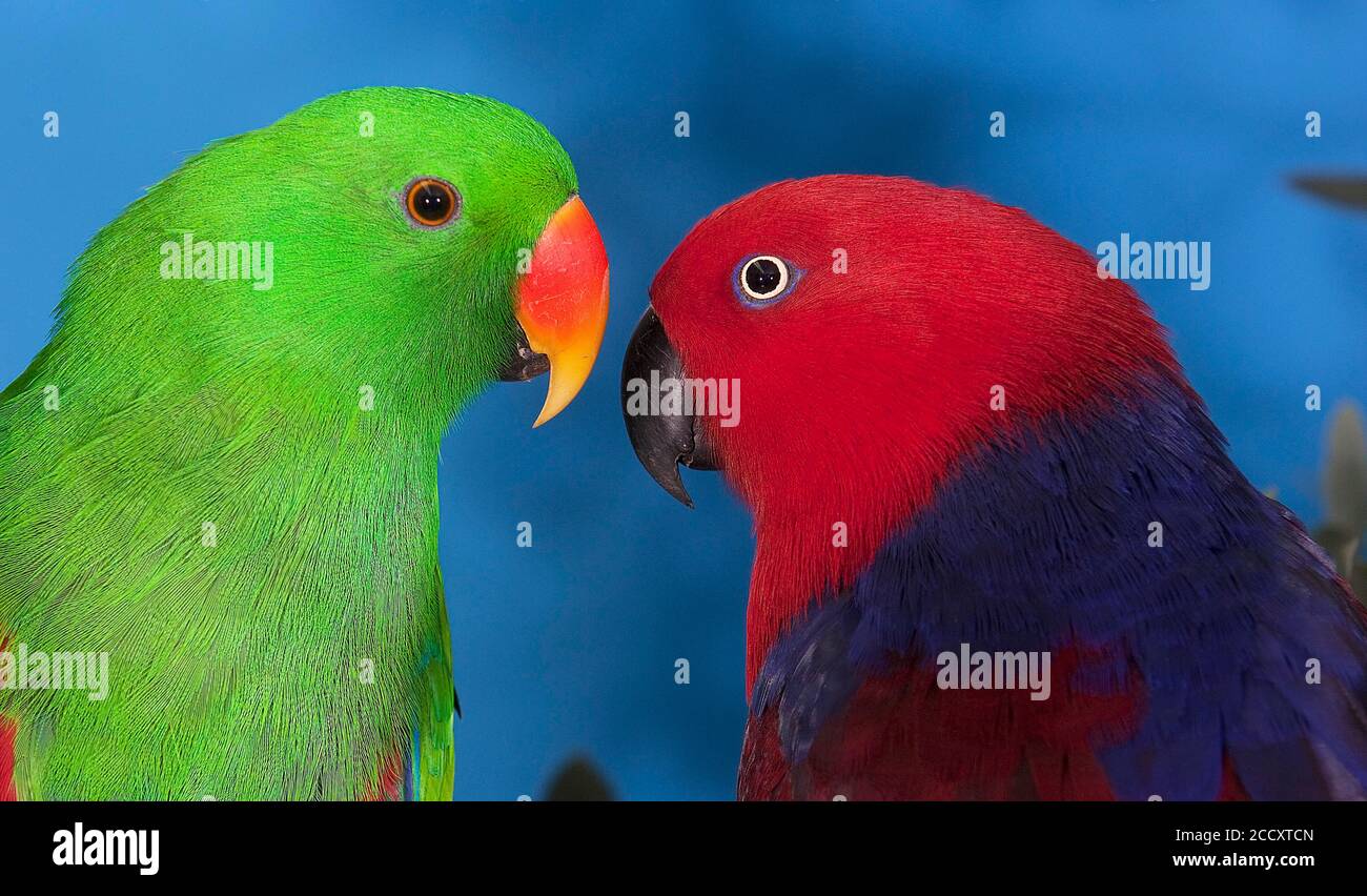 Male and female eclectus parrot hi-res stock photography and images - Alamy