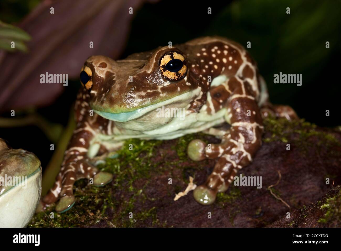 Amazon Milk Frog, phrynohyas resinifictrix, Adult Stock Photo - Alamy