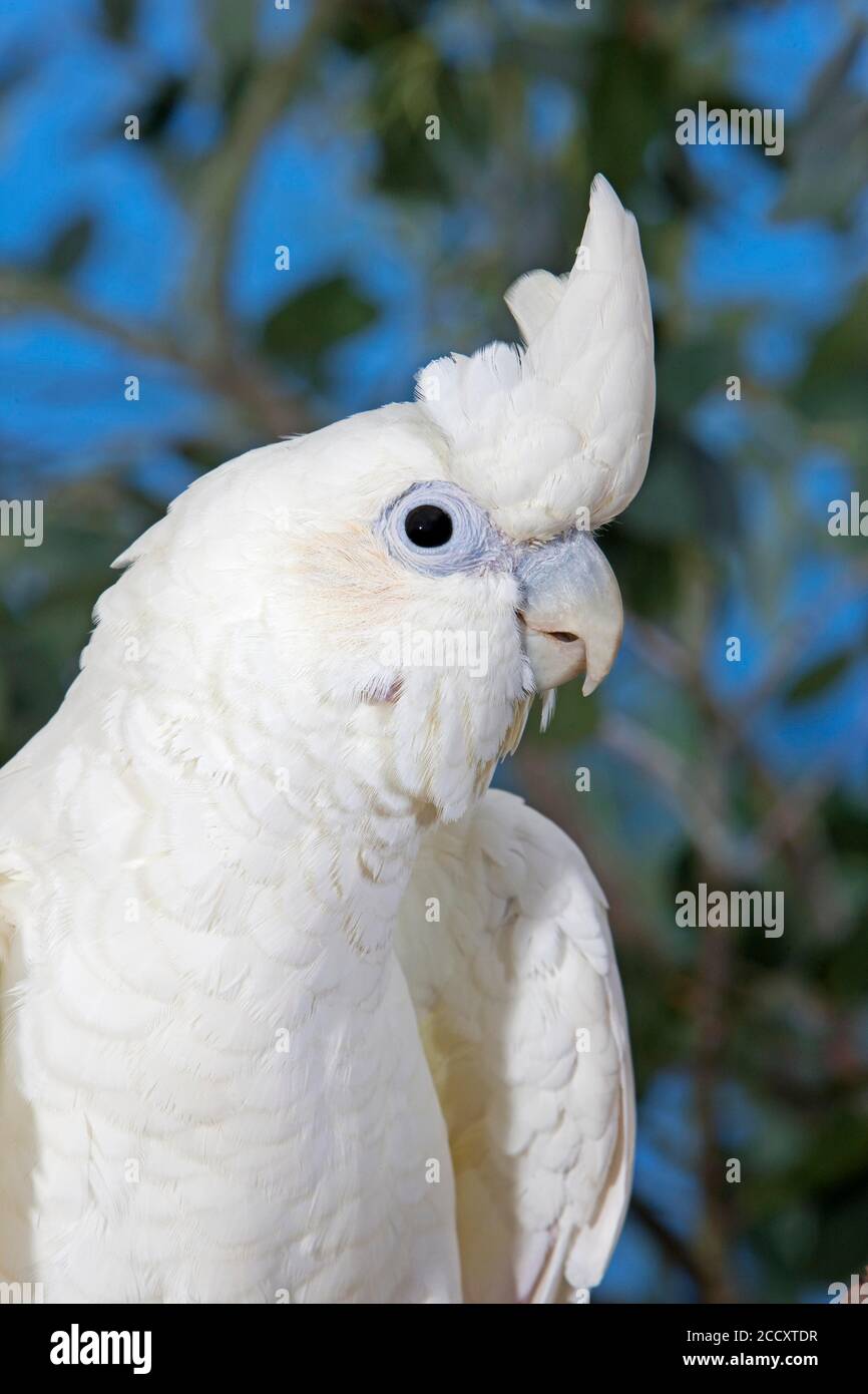 Philippine Cockatoo or Red-vented Cockatoo, cacatua haematuropygia ...