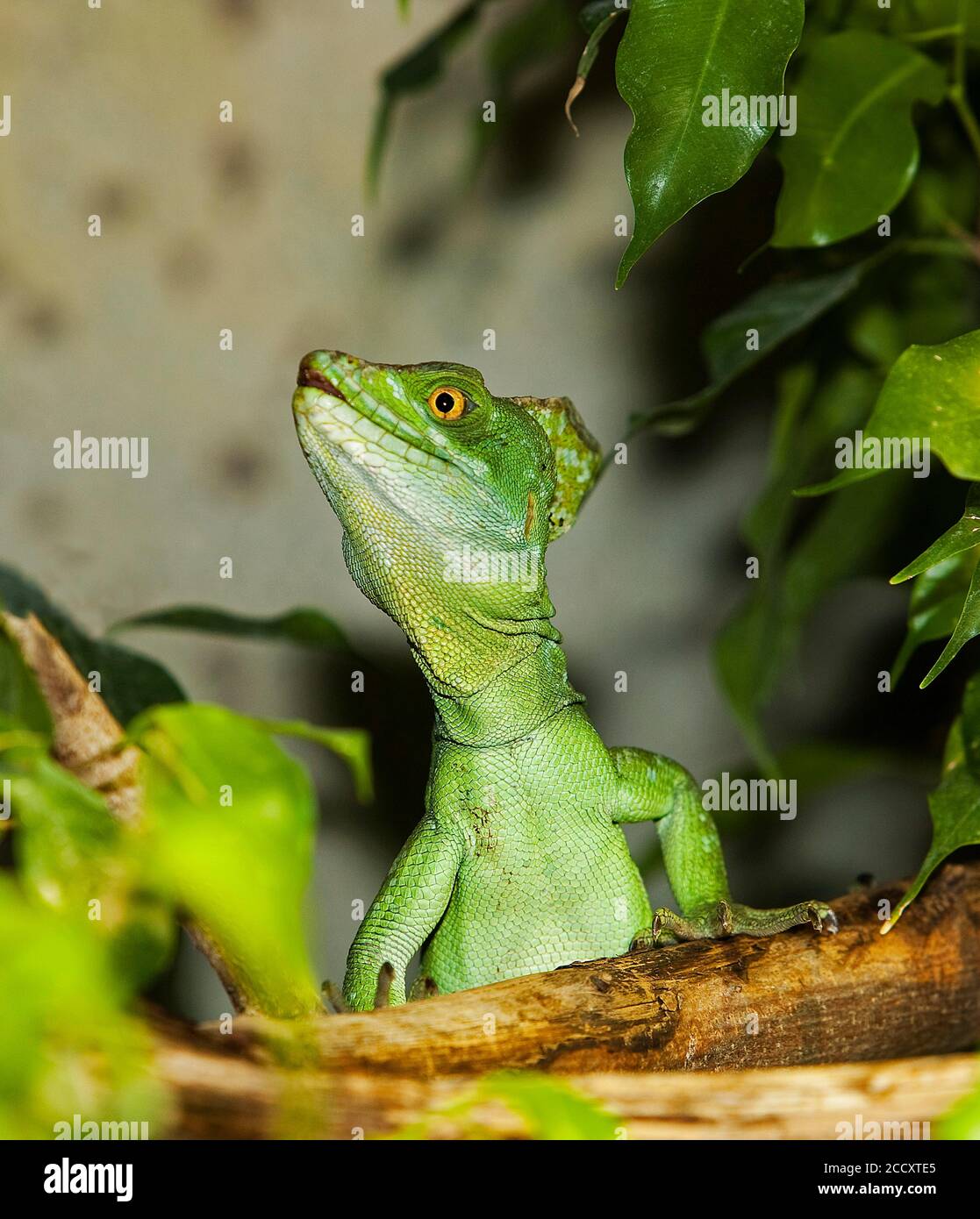 GREEN BASILISK LIZARD OR DOUBLE-CRESTED BASILISK LIZARD basiliscus ...