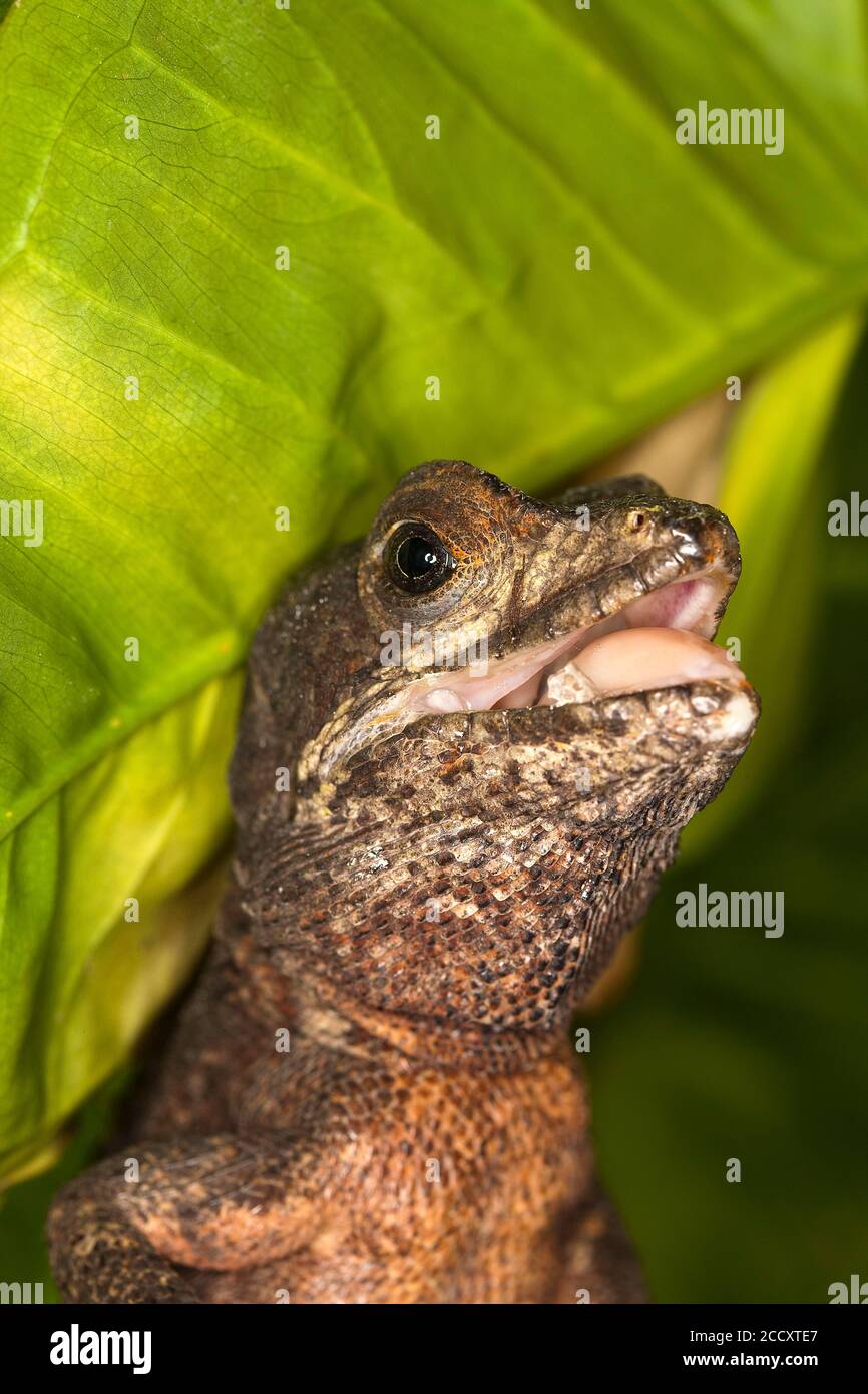 BROWN BASILISK LIZARD basiliscus vittatus, ADULT CRYING Stock Photo - Alamy