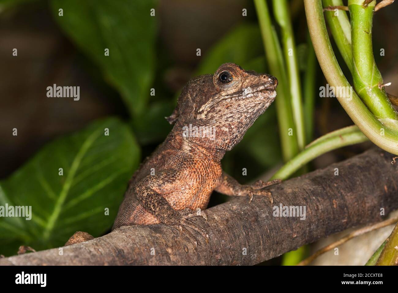 BROWN BASILISK LIZARD basiliscus vittatus, ADULT ON BRANCH Stock Photo ...