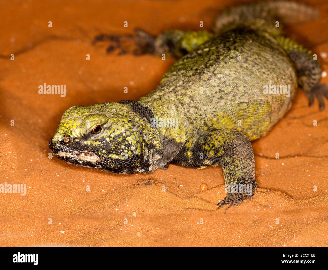 Spiny-tailed Lizard, uromastyx acanthinurus, Adult standing on Sand ...