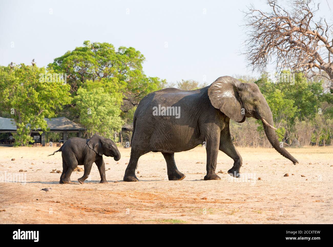 Matriarch elephant and calf walking through an African Safari cam with ...