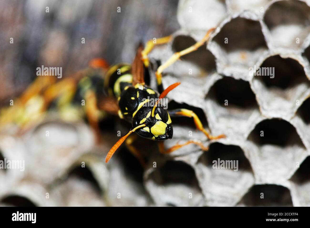 Vespula vulgaris construction hi-res stock photography and images - Alamy