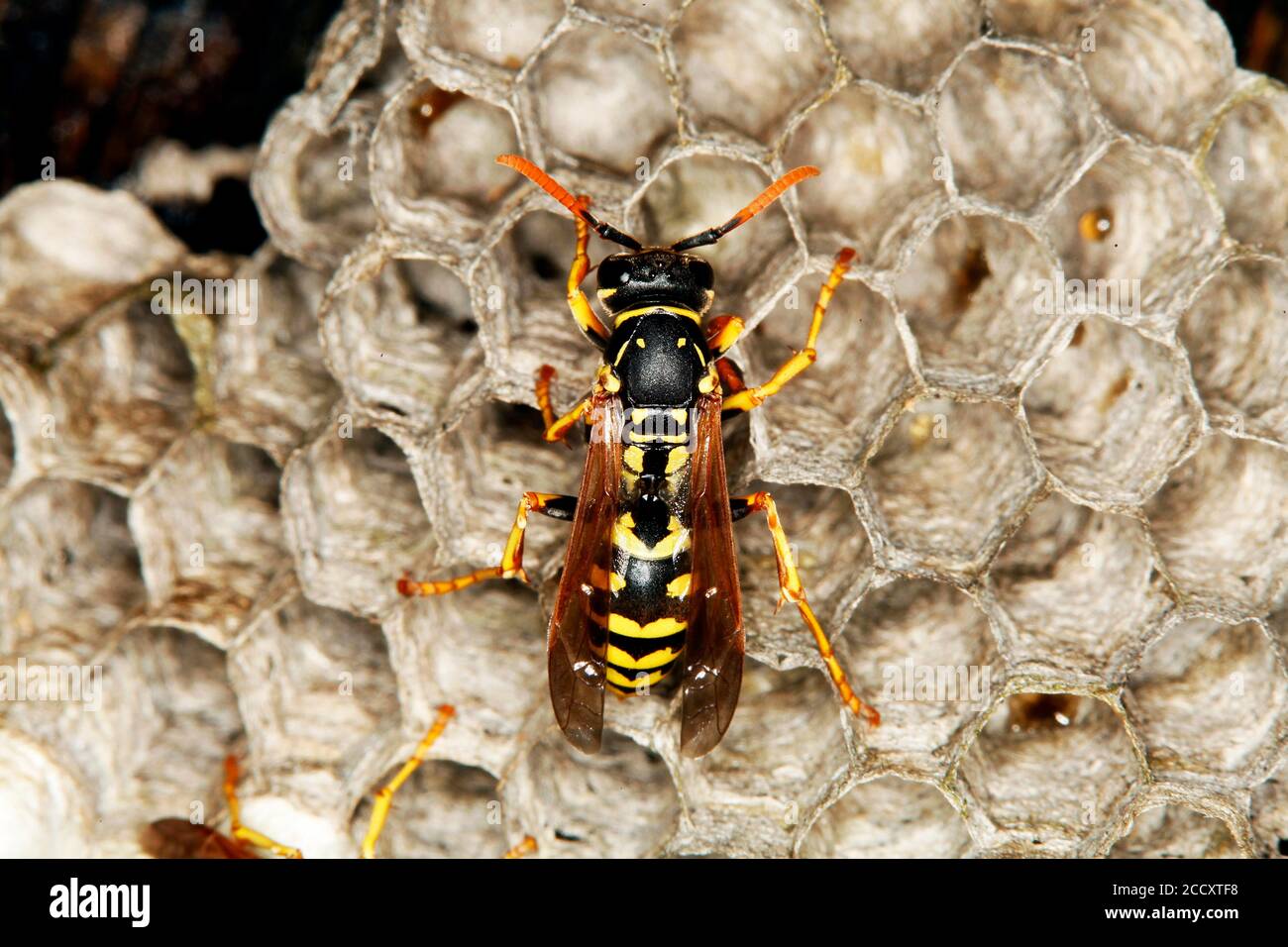 Common Wasp, vespula vulgaris, Adult Standing on Nest, Normandy Stock ...