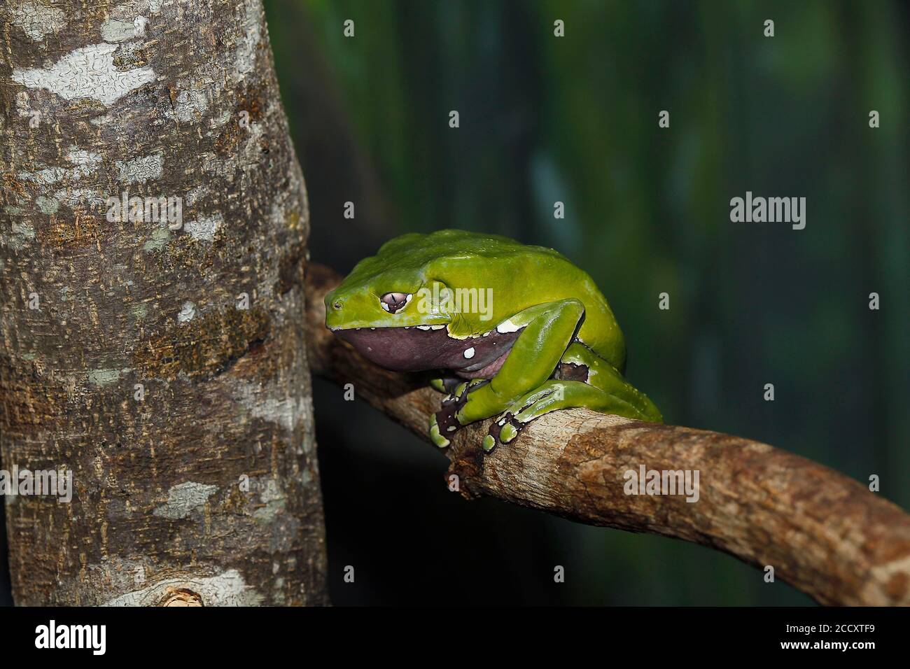 Giant Monkey Frog or Giant Waxy Frog, phyllomedusa bicolor, Adult ...
