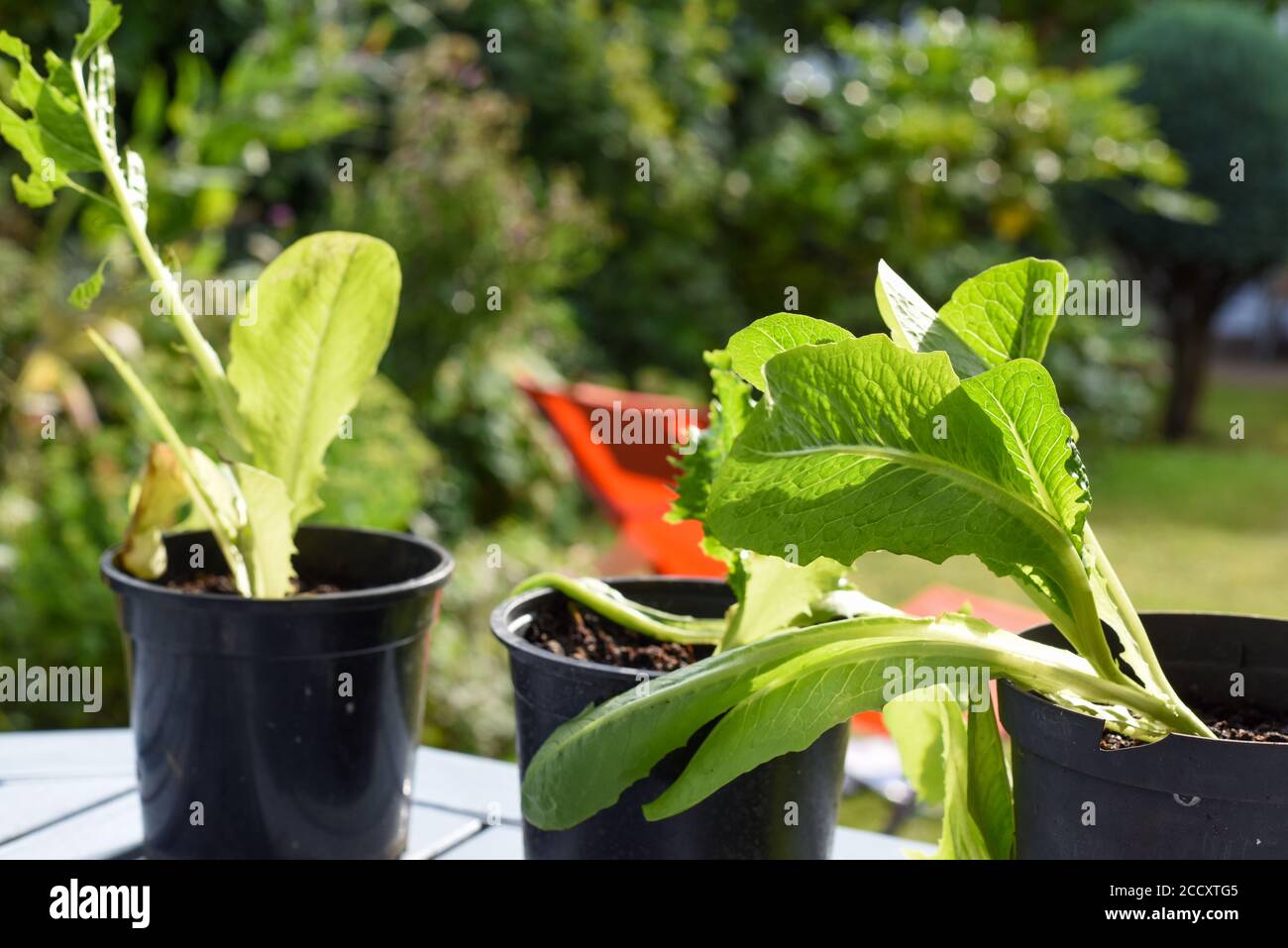 Growing vegetables at home in the garden Stock Photo - Alamy