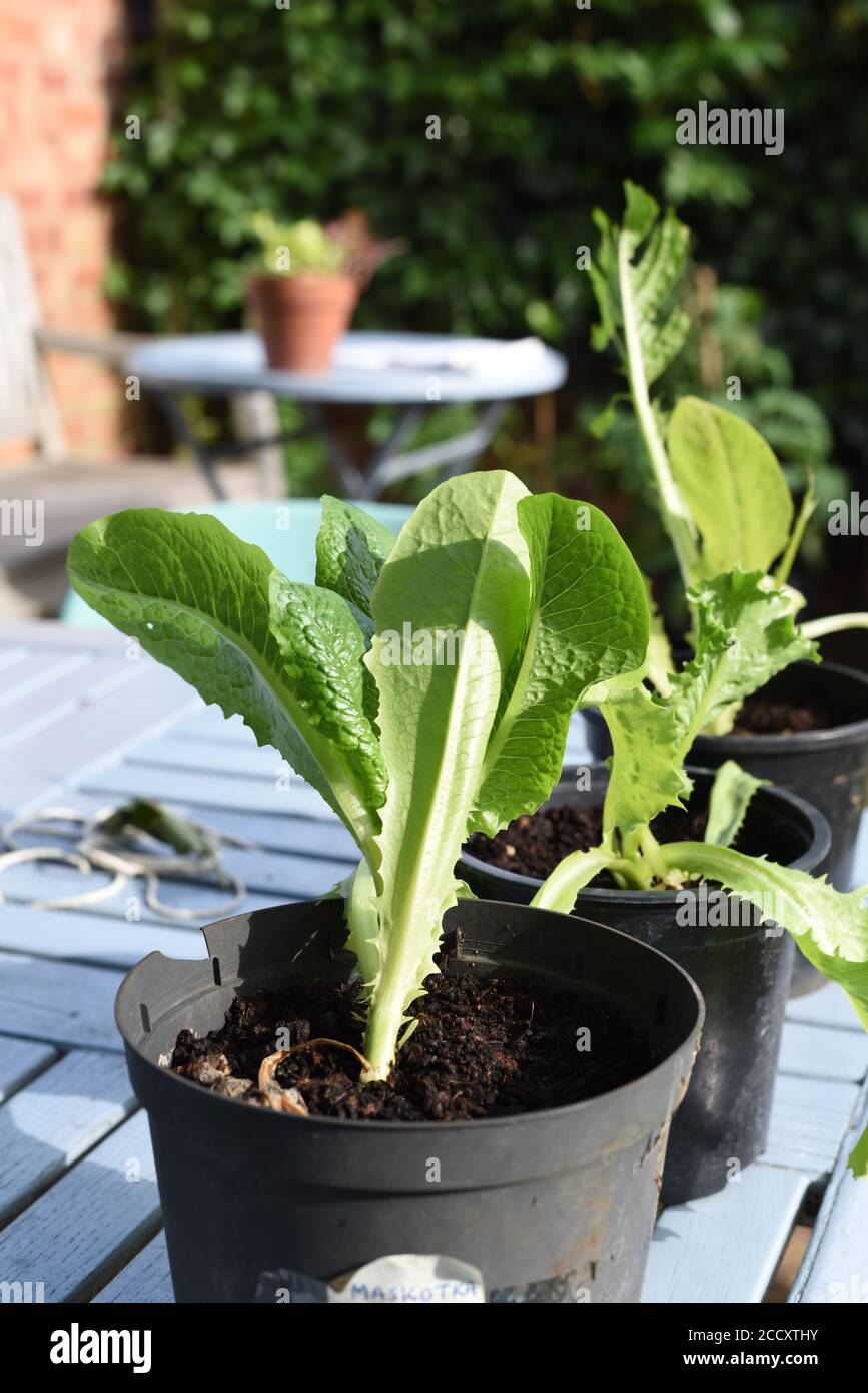 Growing vegetables at home in the garden Stock Photo - Alamy