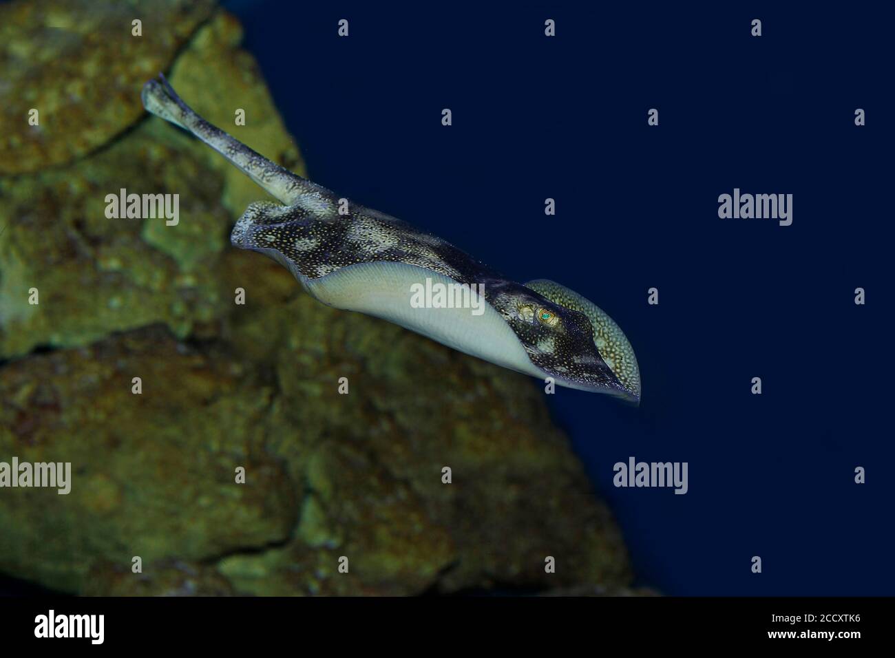 Stingray, urolophus jamaicensis, Adult Swimming Stock Photo - Alamy