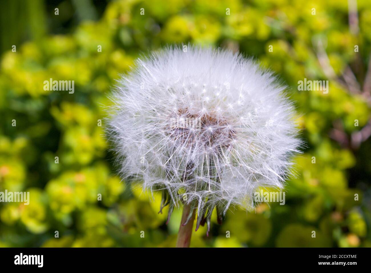 Puff ball seeds hi-res stock photography and images - Alamy