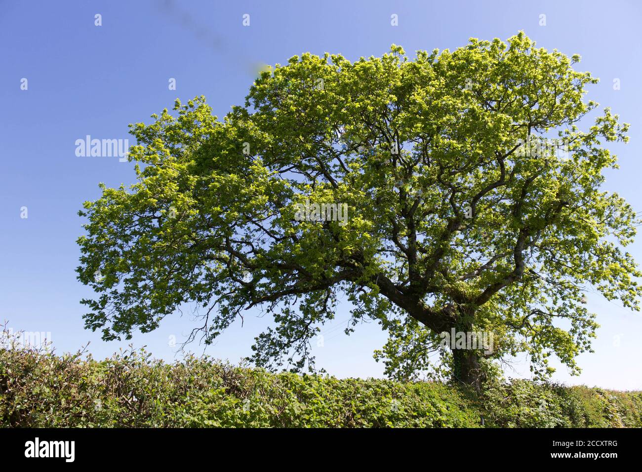 Mighty lone oak tree Stock Photo - Alamy