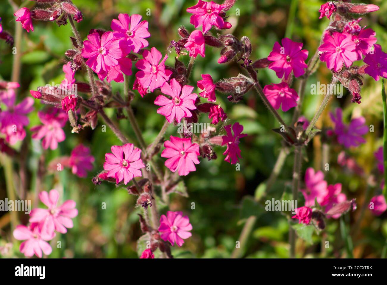 Red Campion (Silene dioica Stock Photo - Alamy