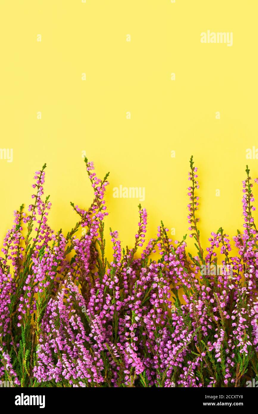 Heather garden border hi-res stock photography and images - Alamy
