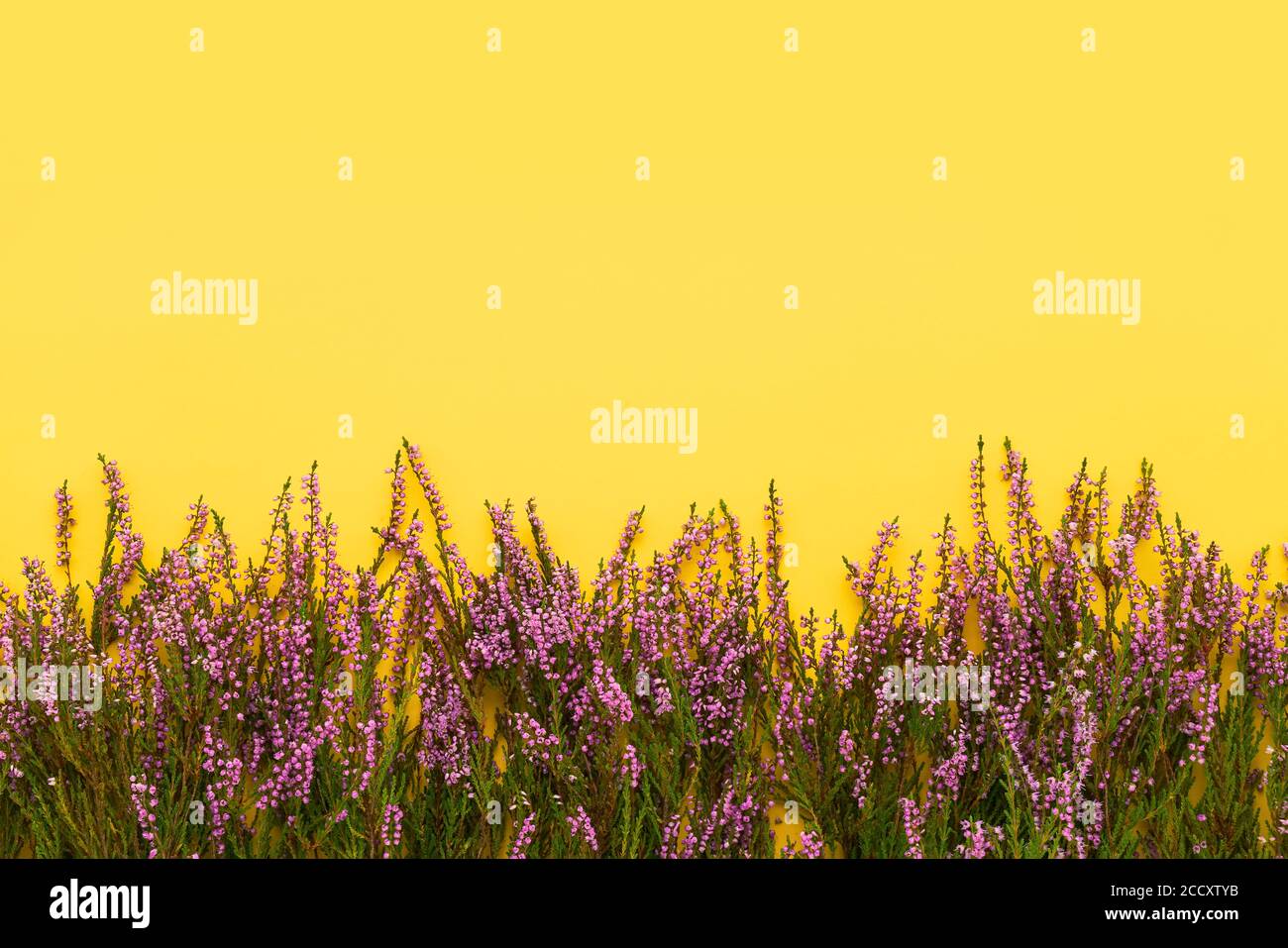 A border of Pink Common Heather flowers on a bright yellow background ...