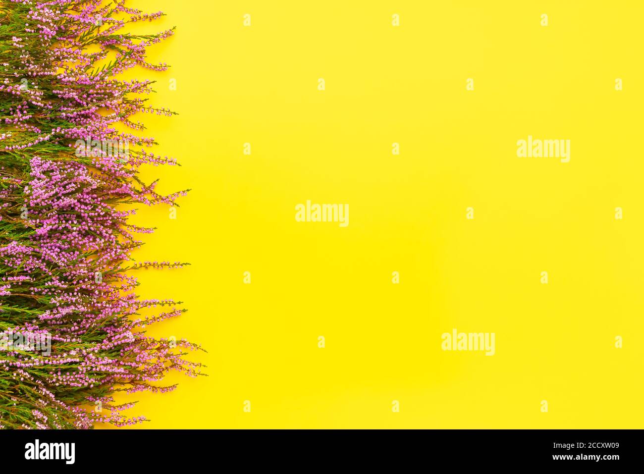 A border of Pink Common Heather flowers on a bright yellow background ...